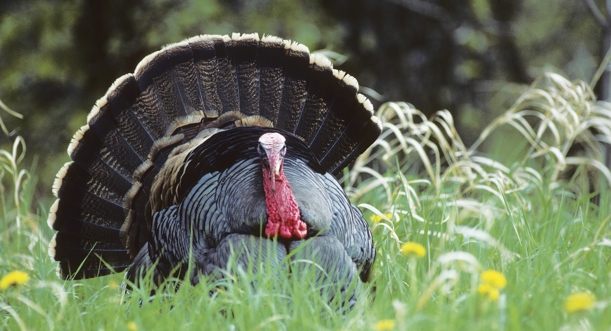 Hunting One Huge Turkey Big Sky Journal