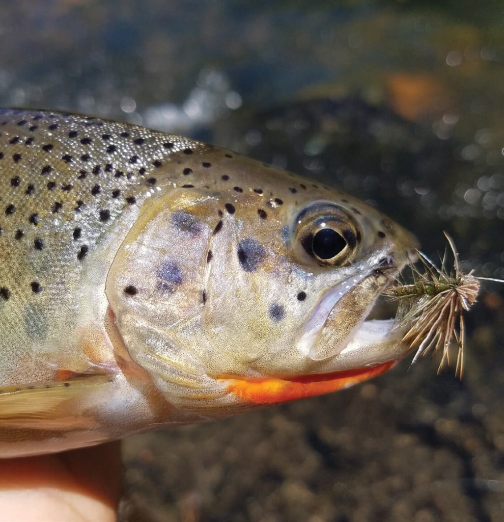 Excursion: Exploring Belt Creek - Big Sky Journal